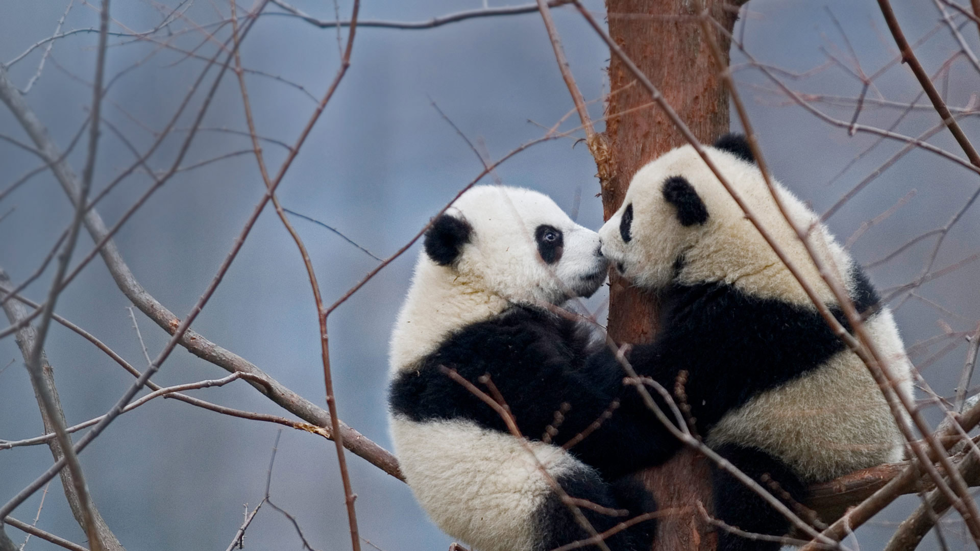 Kissing Pandas Bing Wallpaper Download