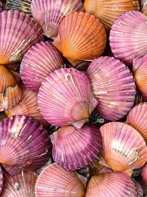 Scallops Shell Bing Wallpaper Download