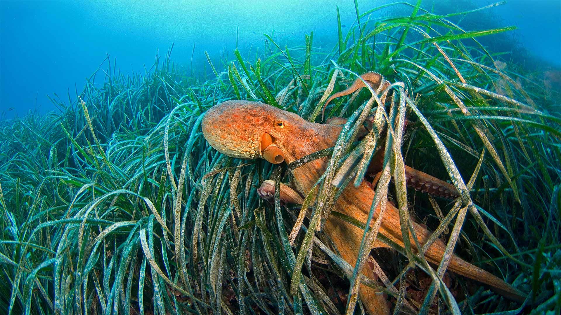 Friendly Octopus Bing Wallpaper Download Friendly Octopus Bing Wallpaper Download