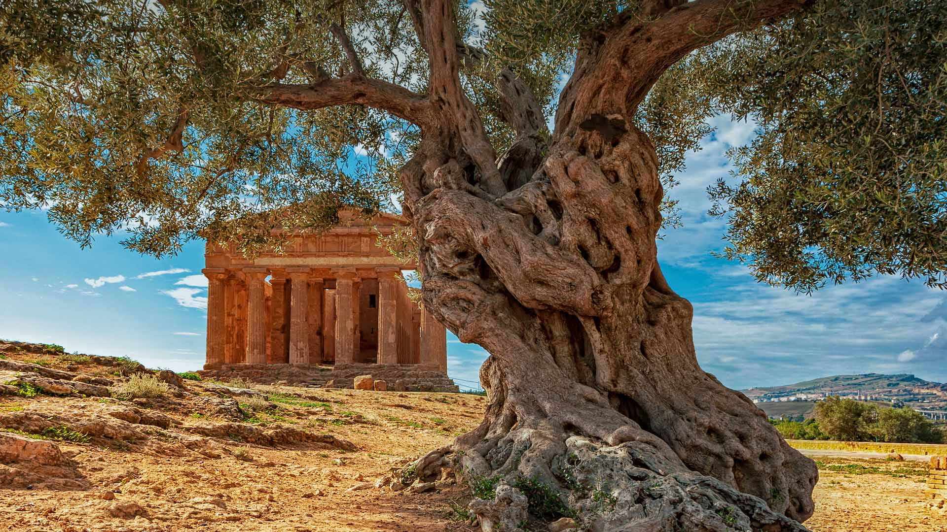 Olive Tree Day Bing Wallpaper Download Olive Tree Day Bing Wallpaper Download