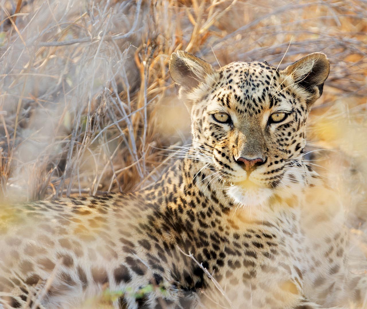 Etosha Leopard – Bing Wallpaper Download