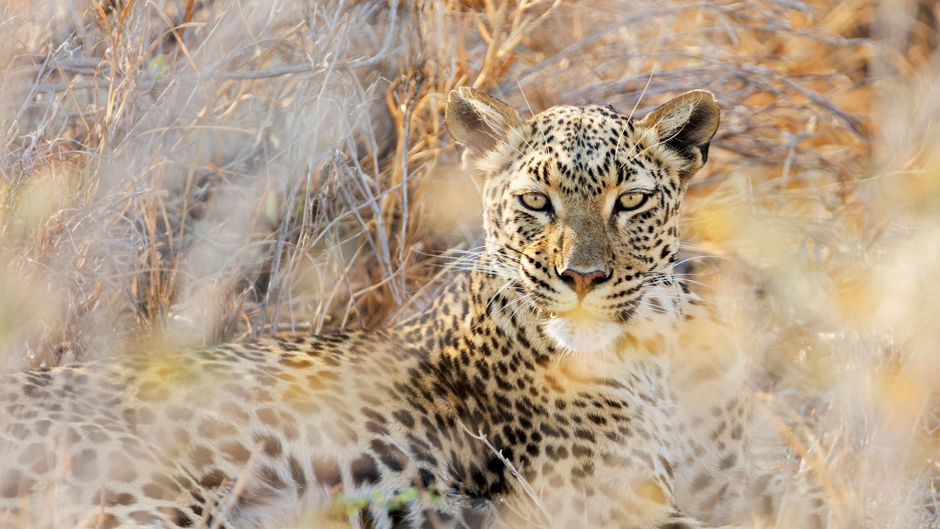 Etosha Leopard – Bing Wallpaper Download
