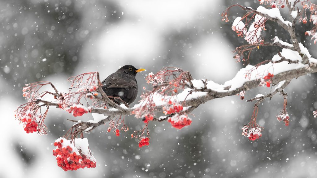 Italy Blackbird – Bing Wallpaper Download