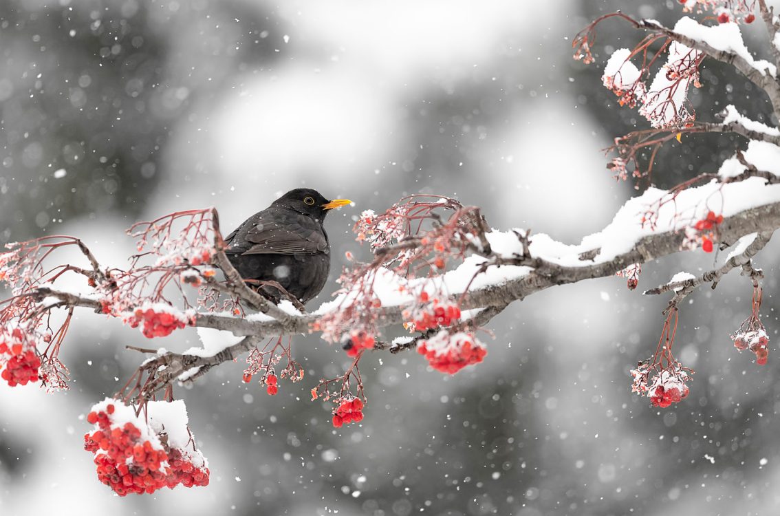 Italy Blackbird – Bing Wallpaper Download
