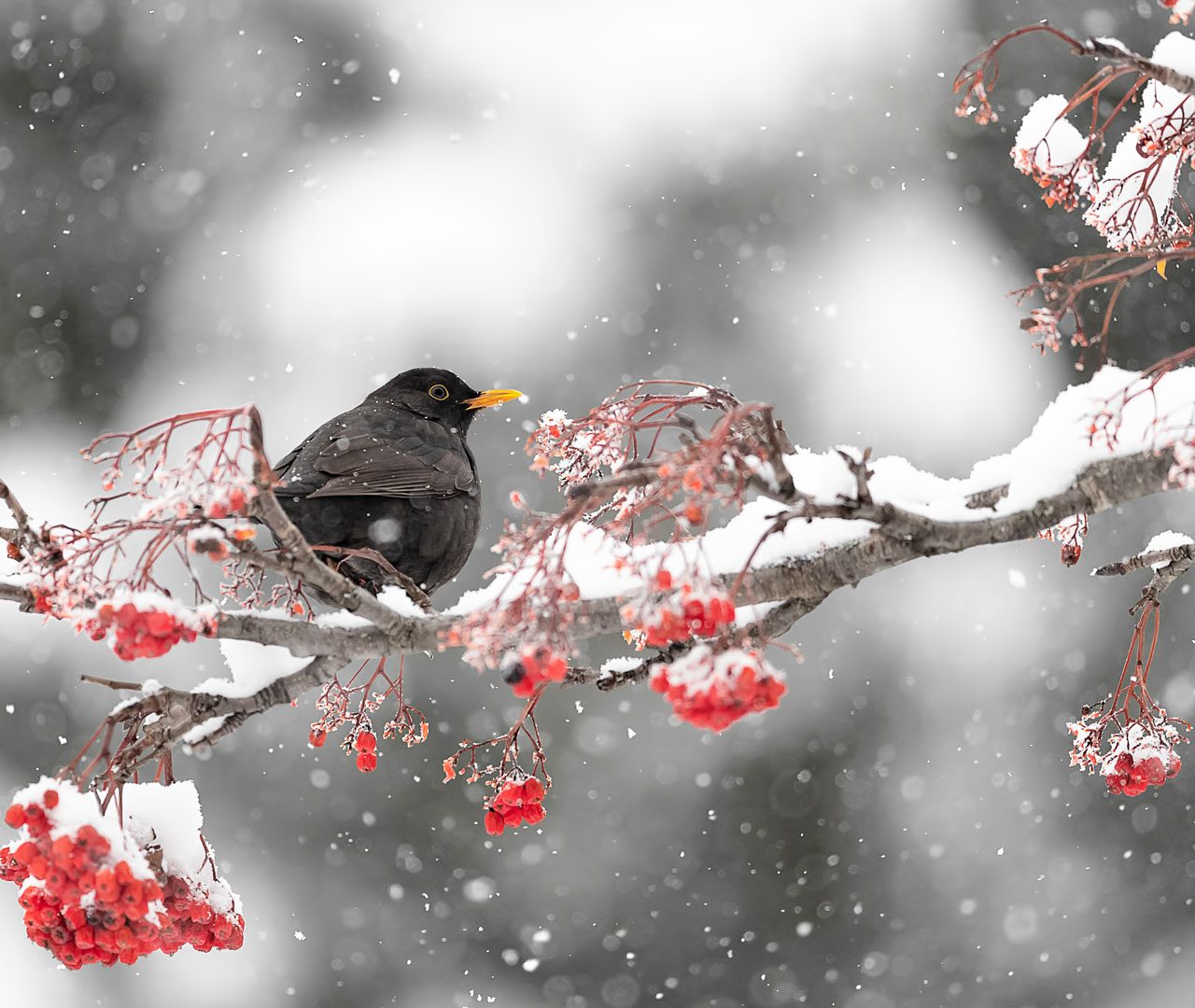 Italy Blackbird – Bing Wallpaper Download