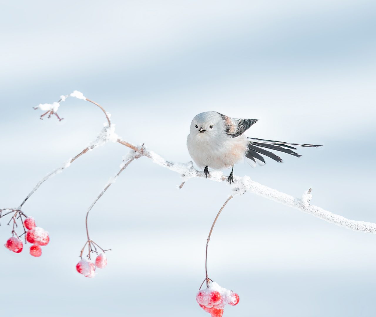 The Great Cold Y25 – Bing Wallpaper Download