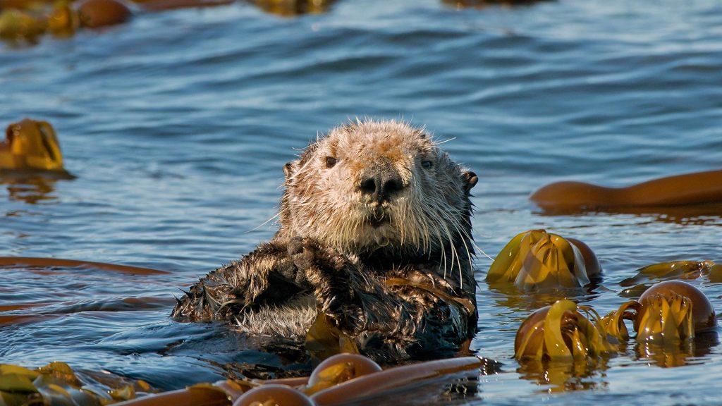 Otter Day – Bing Wallpaper Download