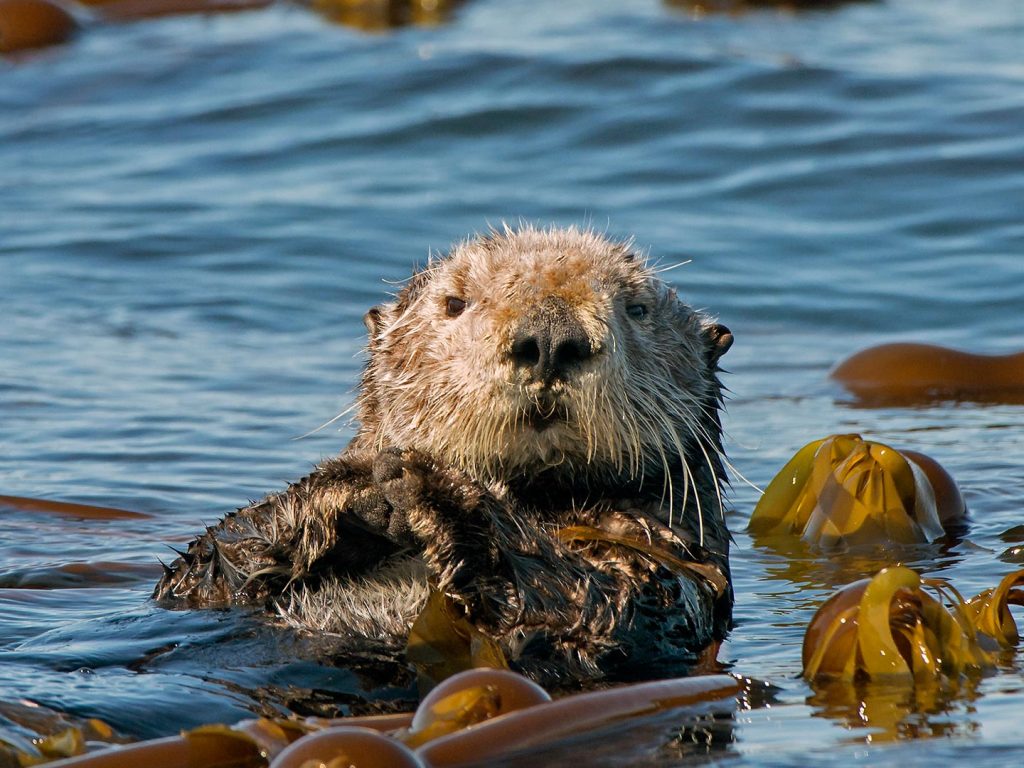 Otter Day – Bing Wallpaper Download