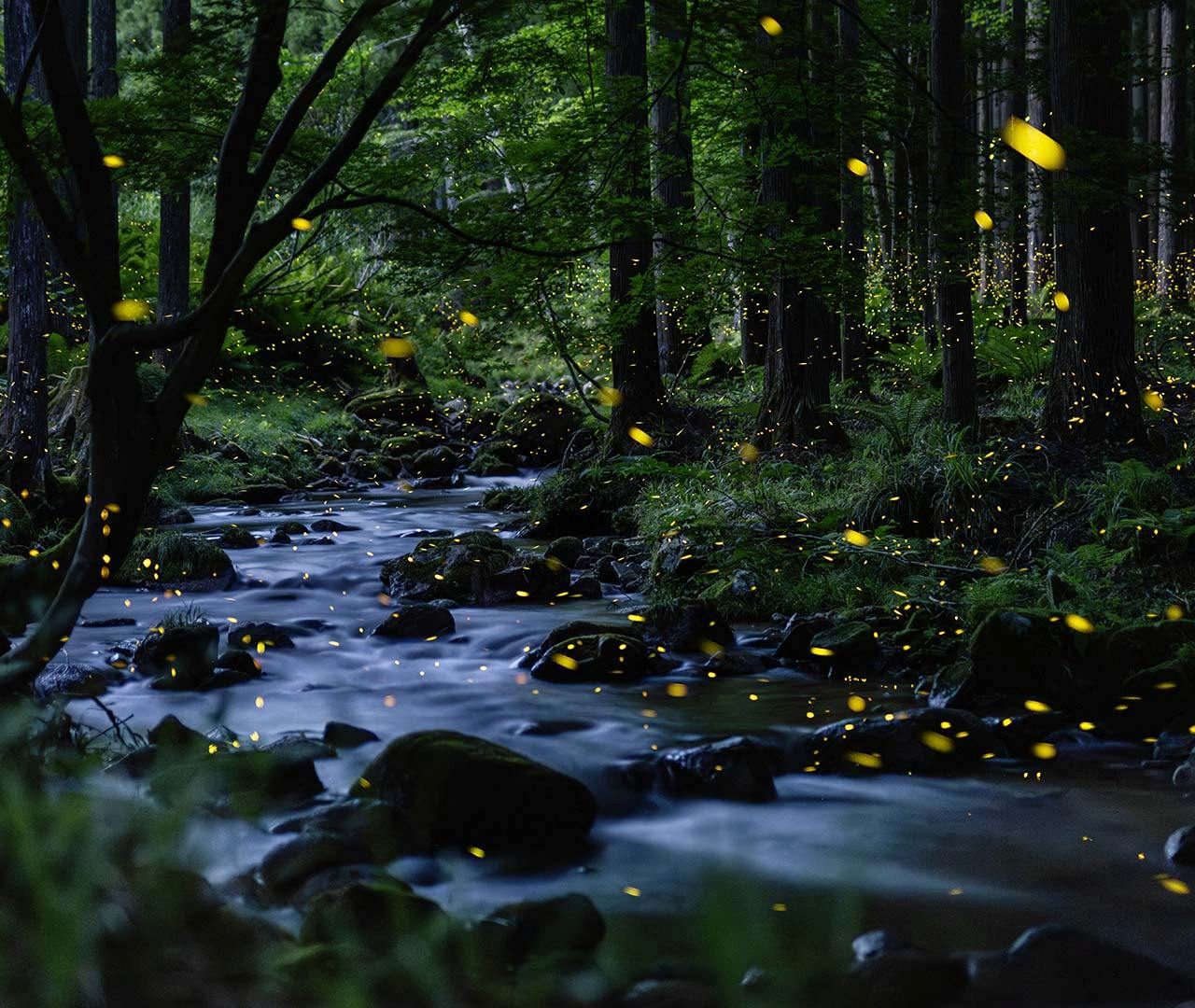 Firefly Season 2026 – Bing Wallpaper Download