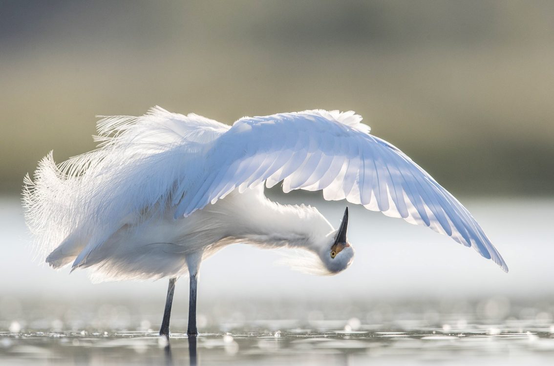 Preening Egret – Bing Wallpaper Download